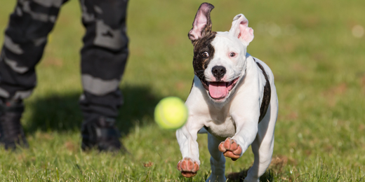 American Bulldog Exercise Needs: Keeping Your American Bulldog Fit and ...
