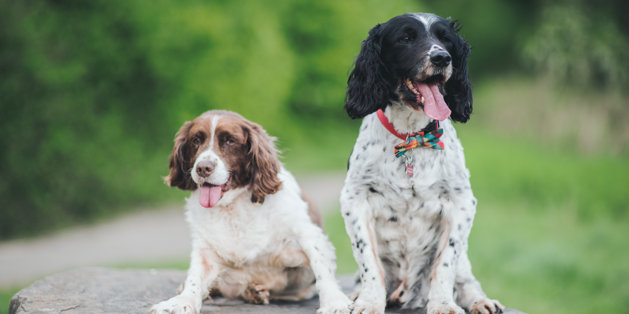 Best Diet for Brittany Spaniel: Nutrition Tips and Food Recommendation ...
