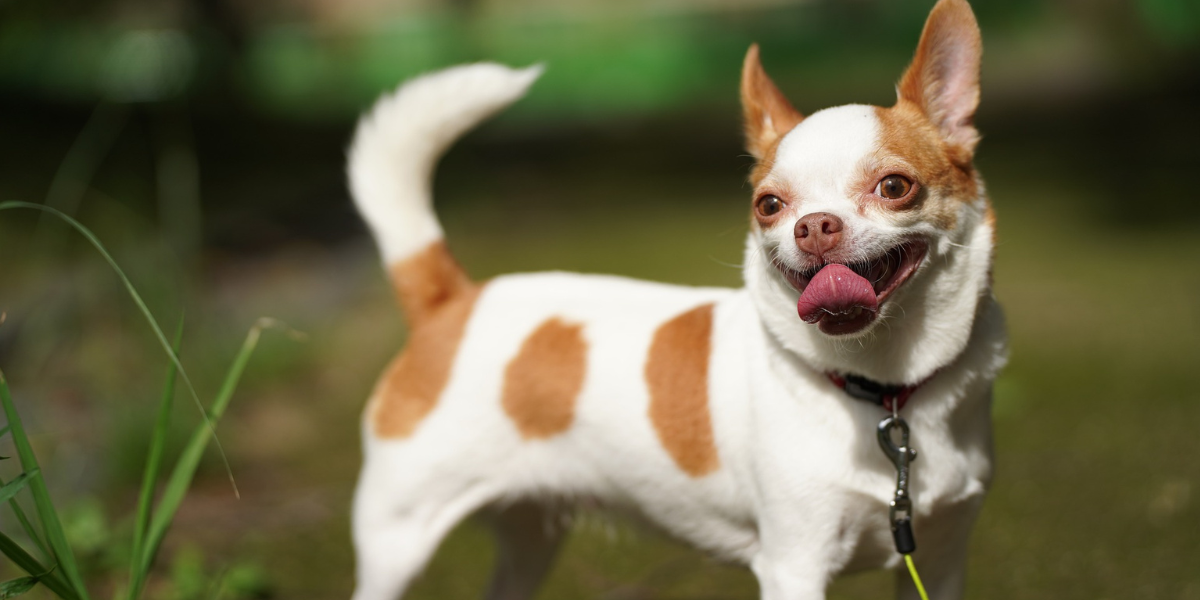 Best Diet for Chihuahua: Nutrition Tips and Food Recommendations - EachPaw