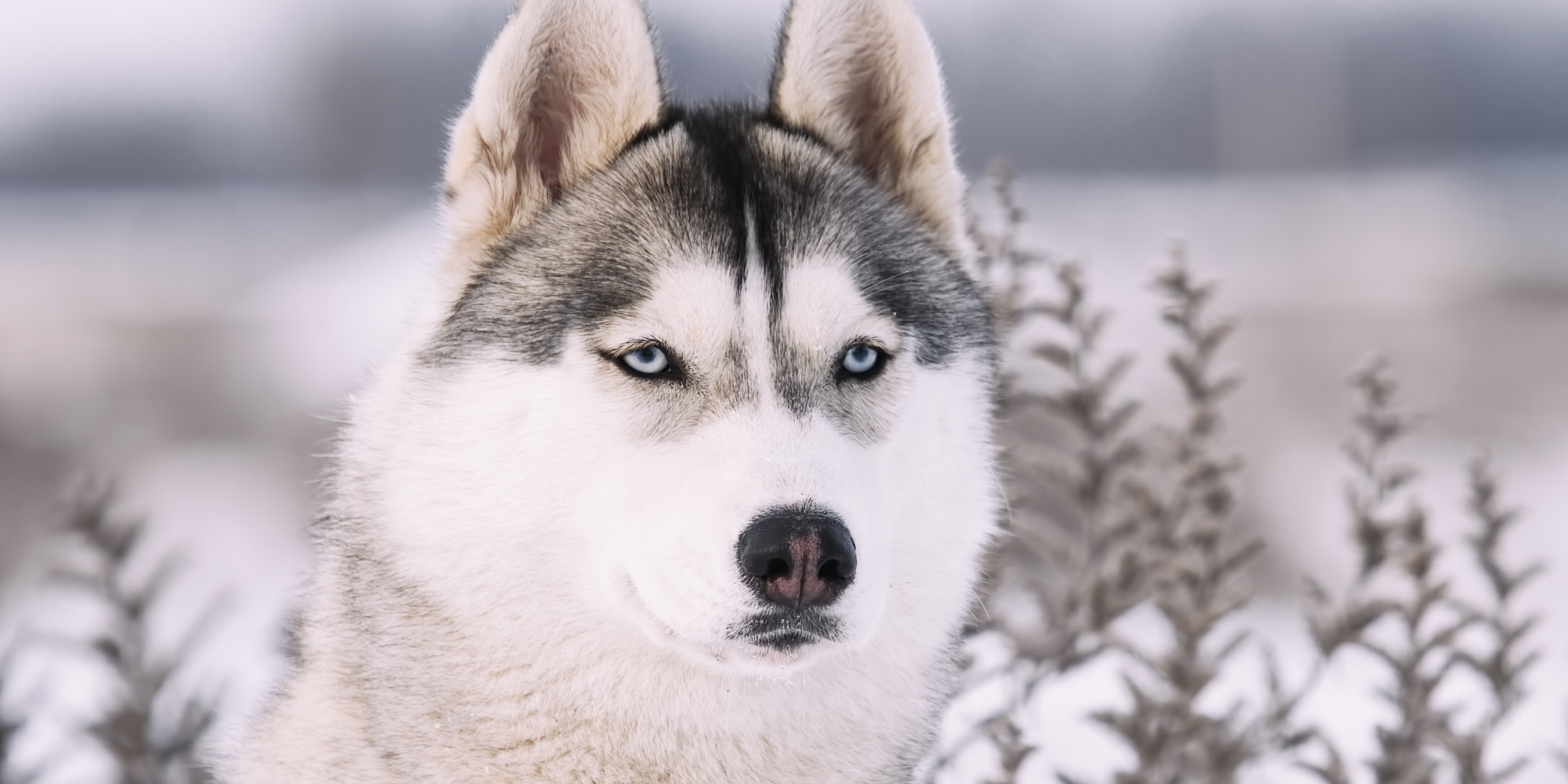 Best Diet for Siberian Husky: Nutrition Tips and Food Guide - EachPaw