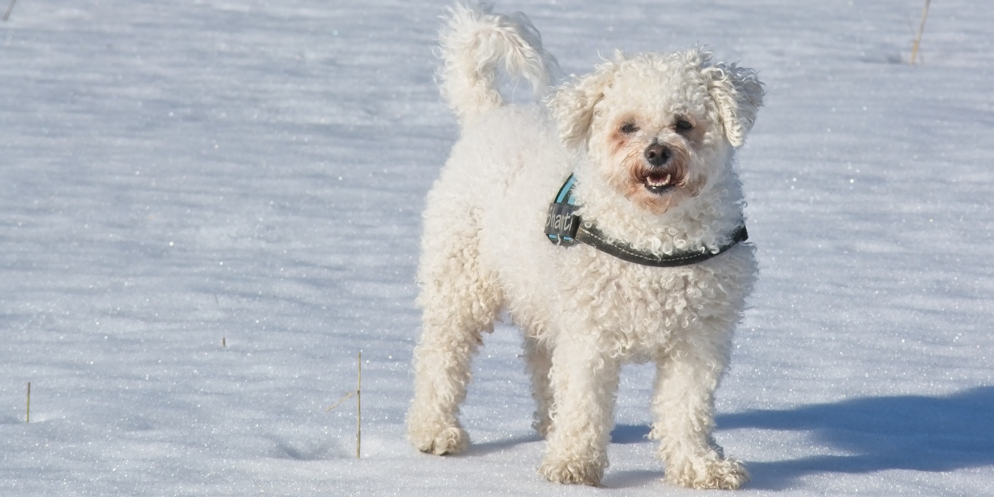 Bichon Frise Temperament: What to Expect from Your Dog - EachPaw
