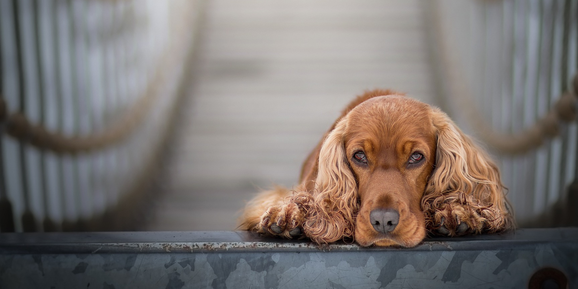 English Cocker Spaniel Temperament: What to Expect from Your Dog - EachPaw