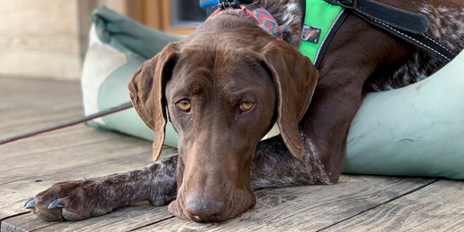 German Shorthaired Pointer Temperament: What to Expect from Your Dog ...