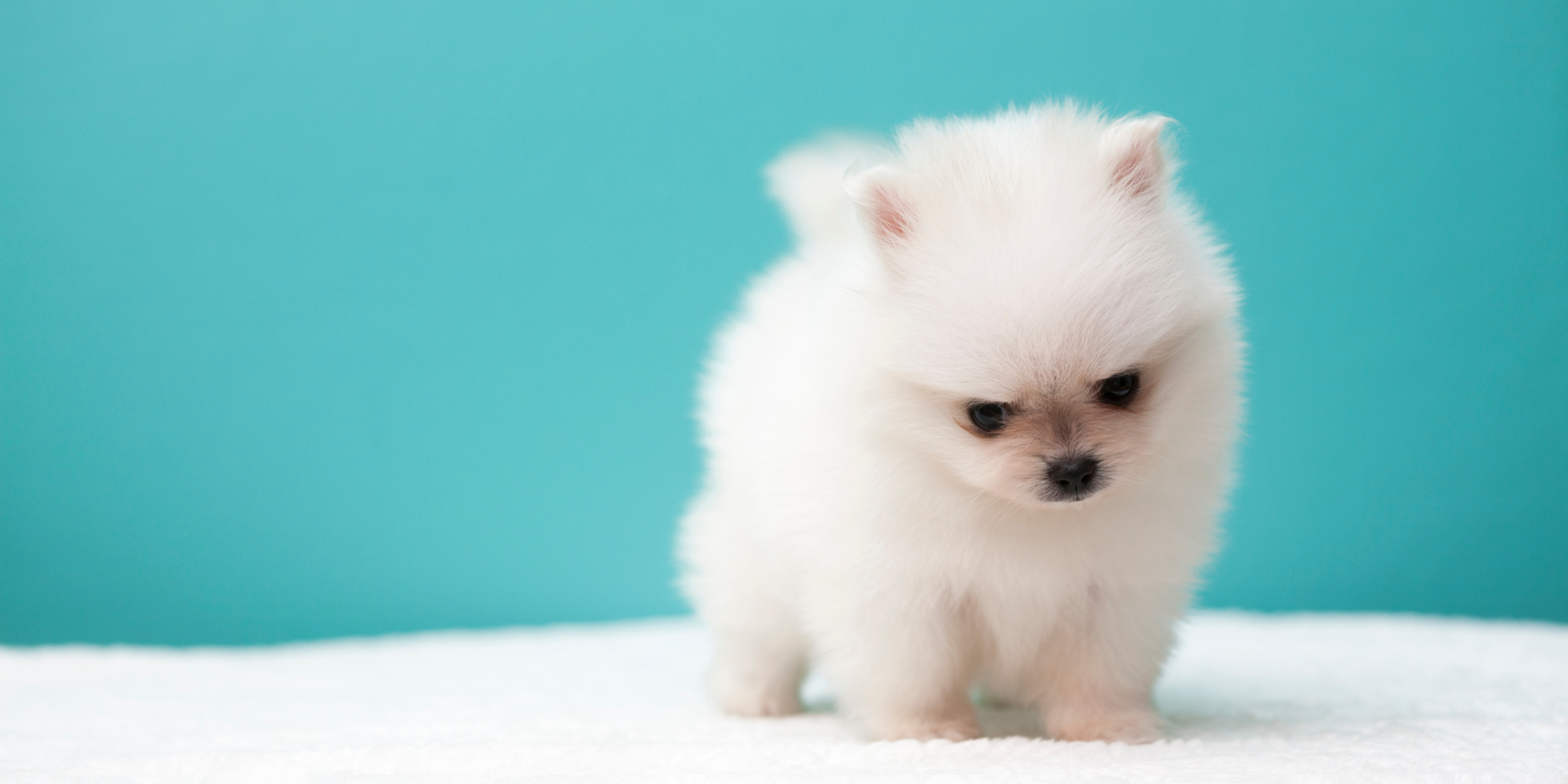Pomeranian Temperament: What to Expect from Your Dog – EachPaw