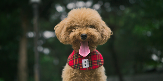 Poodle Exercise Needs: Keeping Your Poodle Fit and Happy – EachPaw