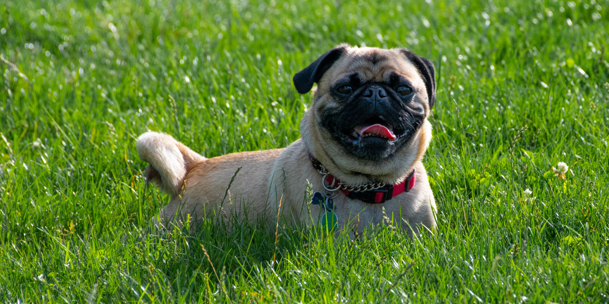 Pug Temperament: What to Expect from Your Dog – EachPaw