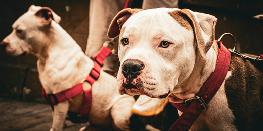Socialization Tips for Your American Bulldog: Building a Well-Rounded ...
