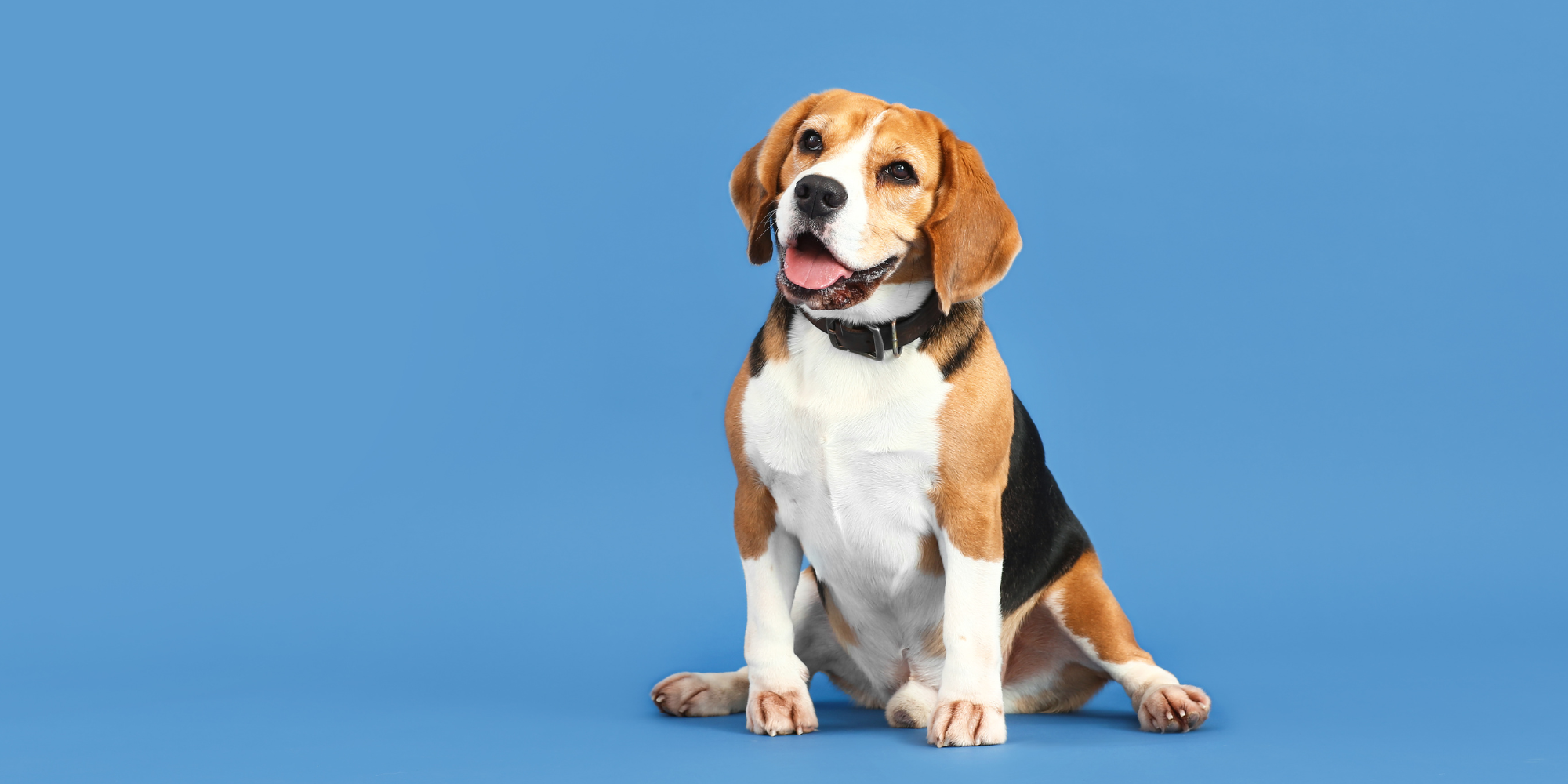 The Ultimate Guide to Beagle - EachPaw