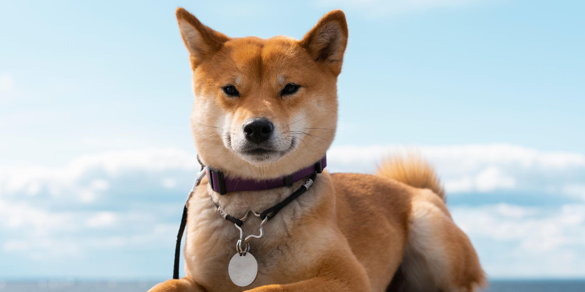 The Ultimate Guide to Shiba Inu - EachPaw