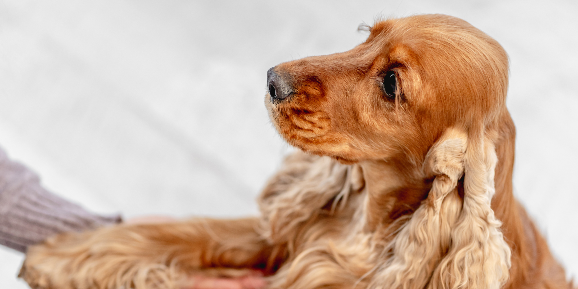 Top 10 Health Concerns for Cocker Spaniel: Prevention and Care – EachPaw