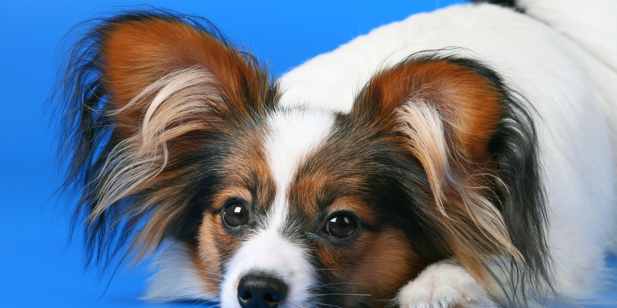Are the Papillon Good with Kids? A Family-Friendly Breed Analysis – EachPaw